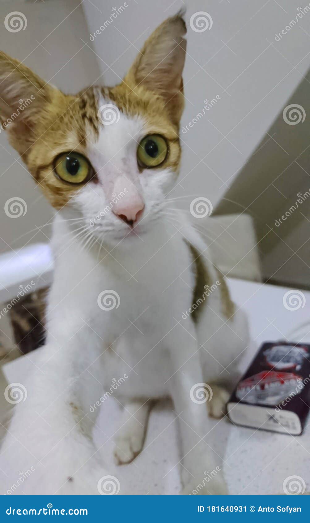 Cat take picture self editorial photo. Image of skin - 181640931