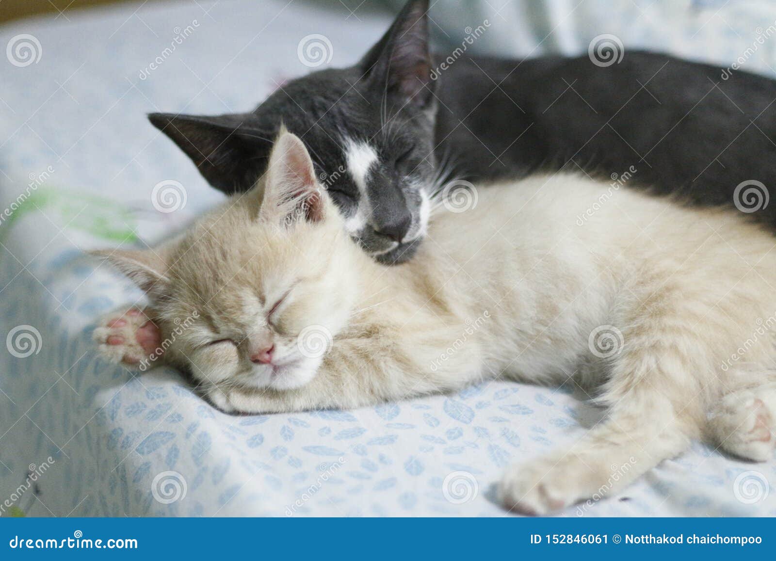 Cat take a rest together stock image. Image of rest - 152846061