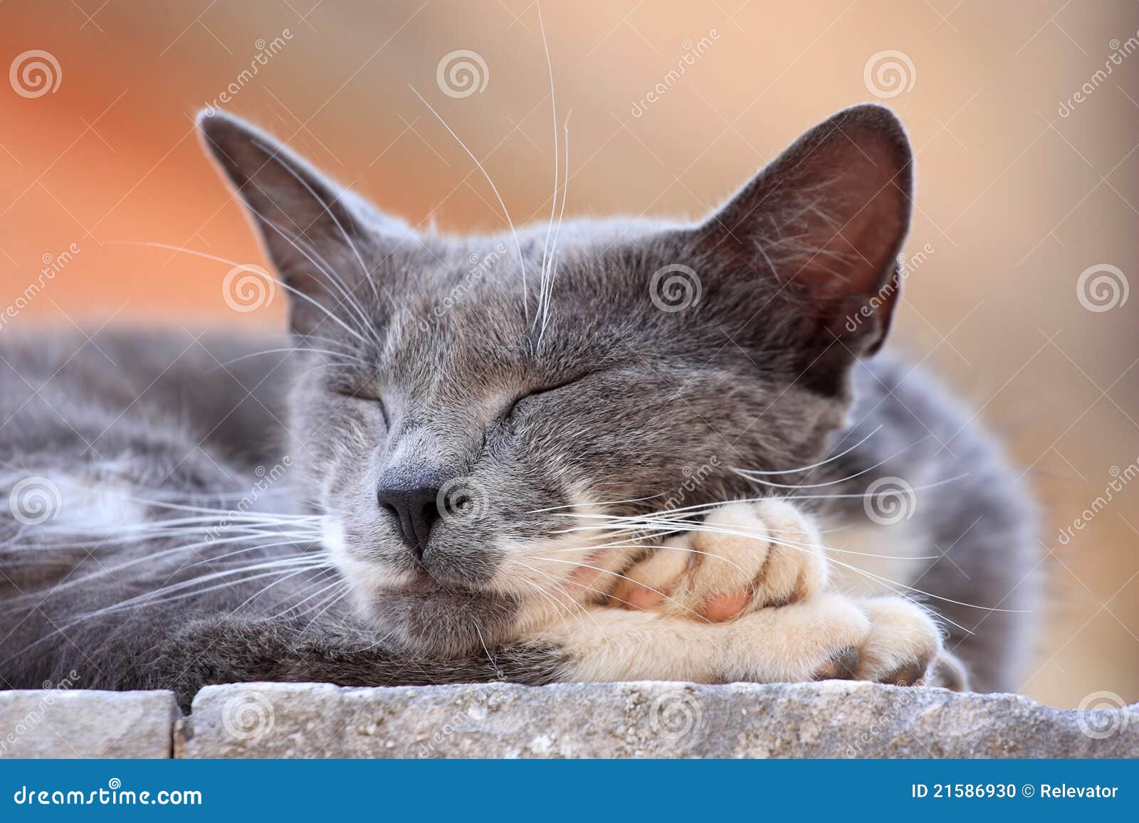 Cat taking a nap outdoors stock photo. Image of feline - 21586930