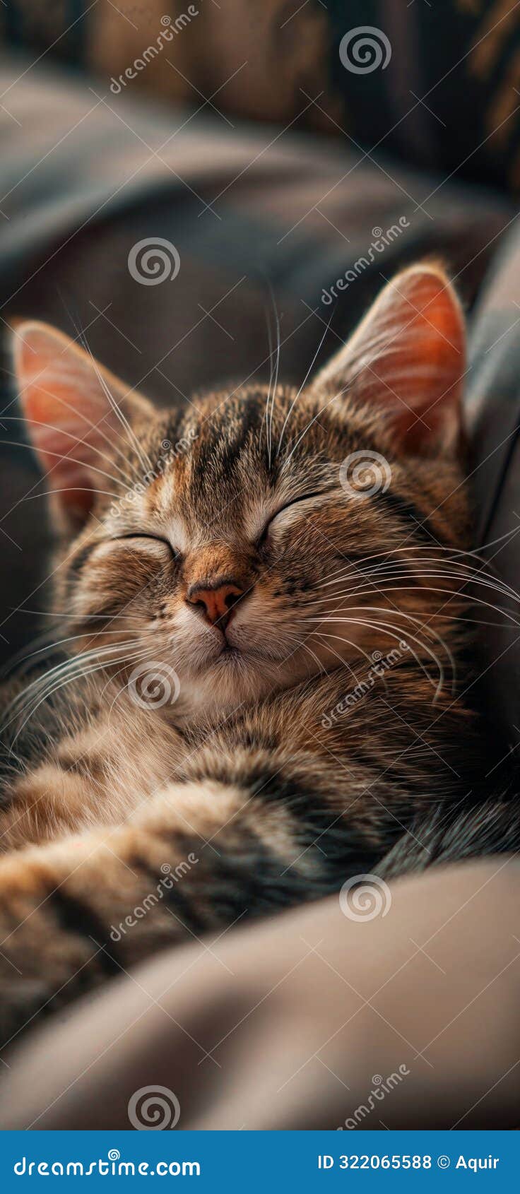 Cat is Taking a Nap. Cute Cat Kitten Sleeping Stock Illustration ...