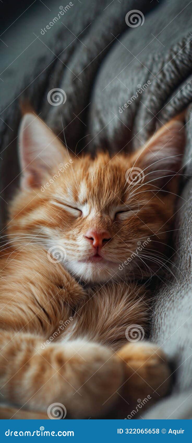 Cat is Taking a Nap. Cute Cat Kitten Sleeping Stock Illustration ...