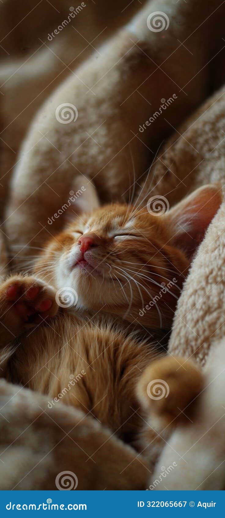 Cat is Taking a Nap. Cute Cat Kitten Sleeping Stock Illustration ...