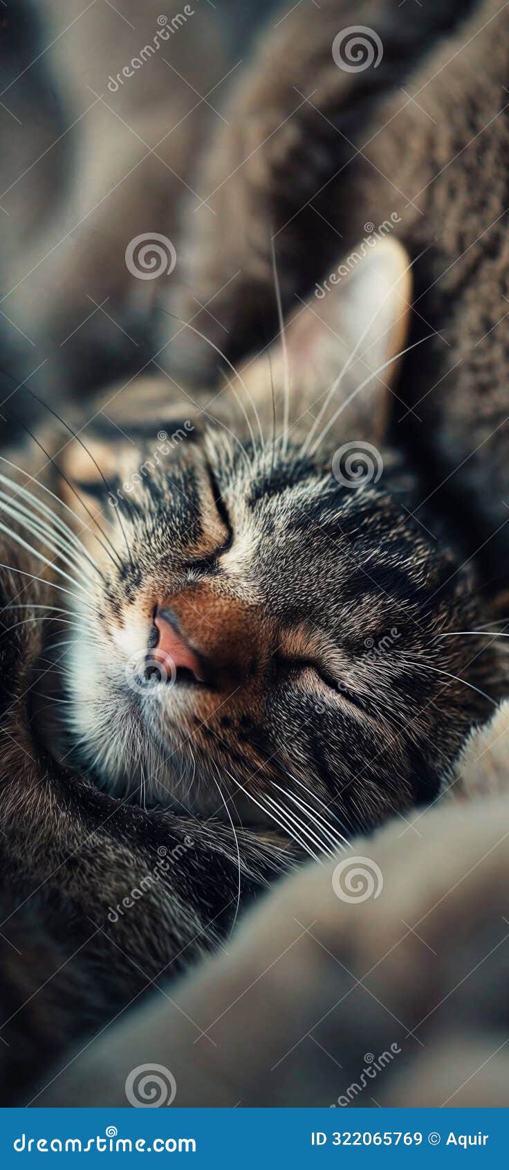 Cat is Taking a Nap. Cute Cat Kitten Sleeping Stock Illustration ...