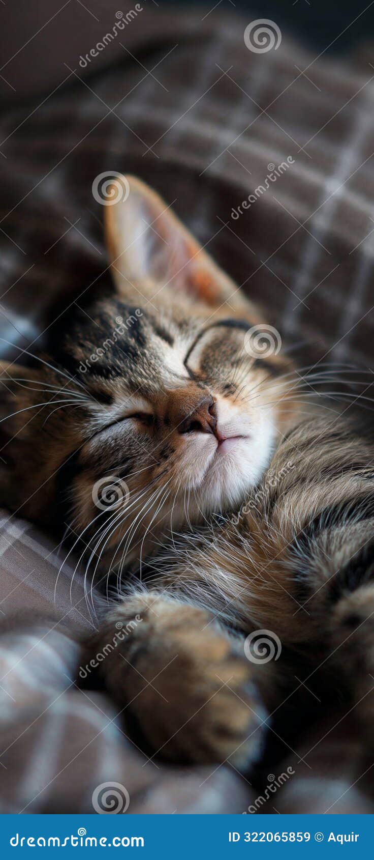 Cat is Taking a Nap. Cute Cat Kitten Sleeping Stock Illustration ...