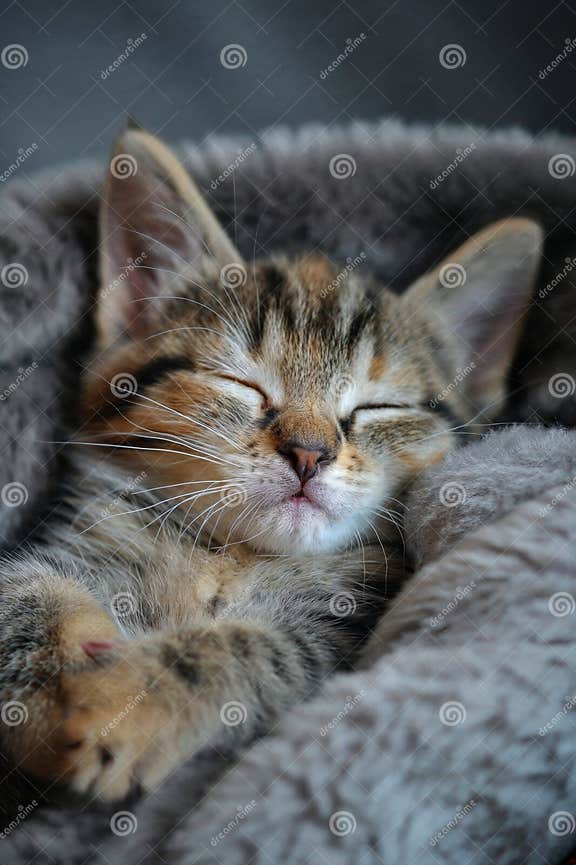 Cat is Taking a Nap. Cute Cat Kitten Sleeping Stock Illustration ...