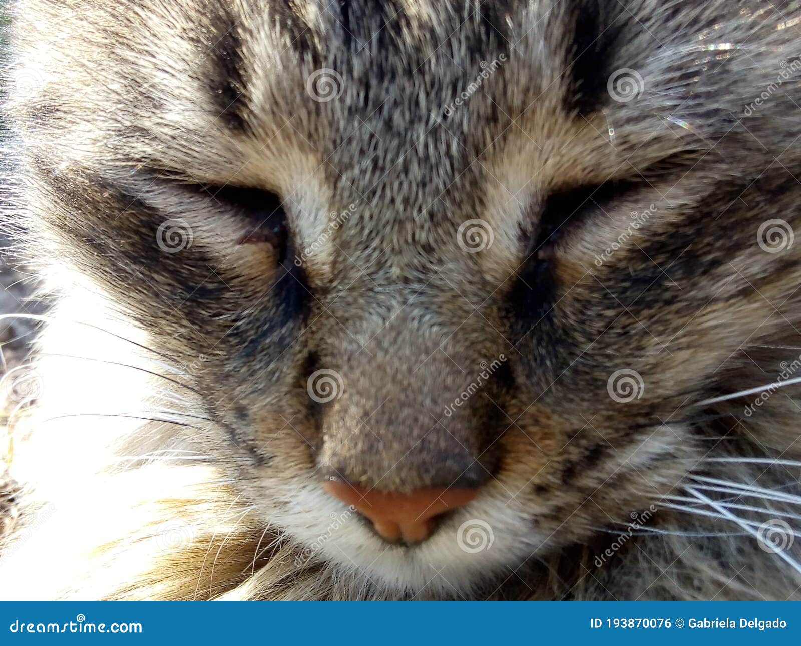 Cat taking a rest stock photo. Image of wildlife, wildcat - 193870076
