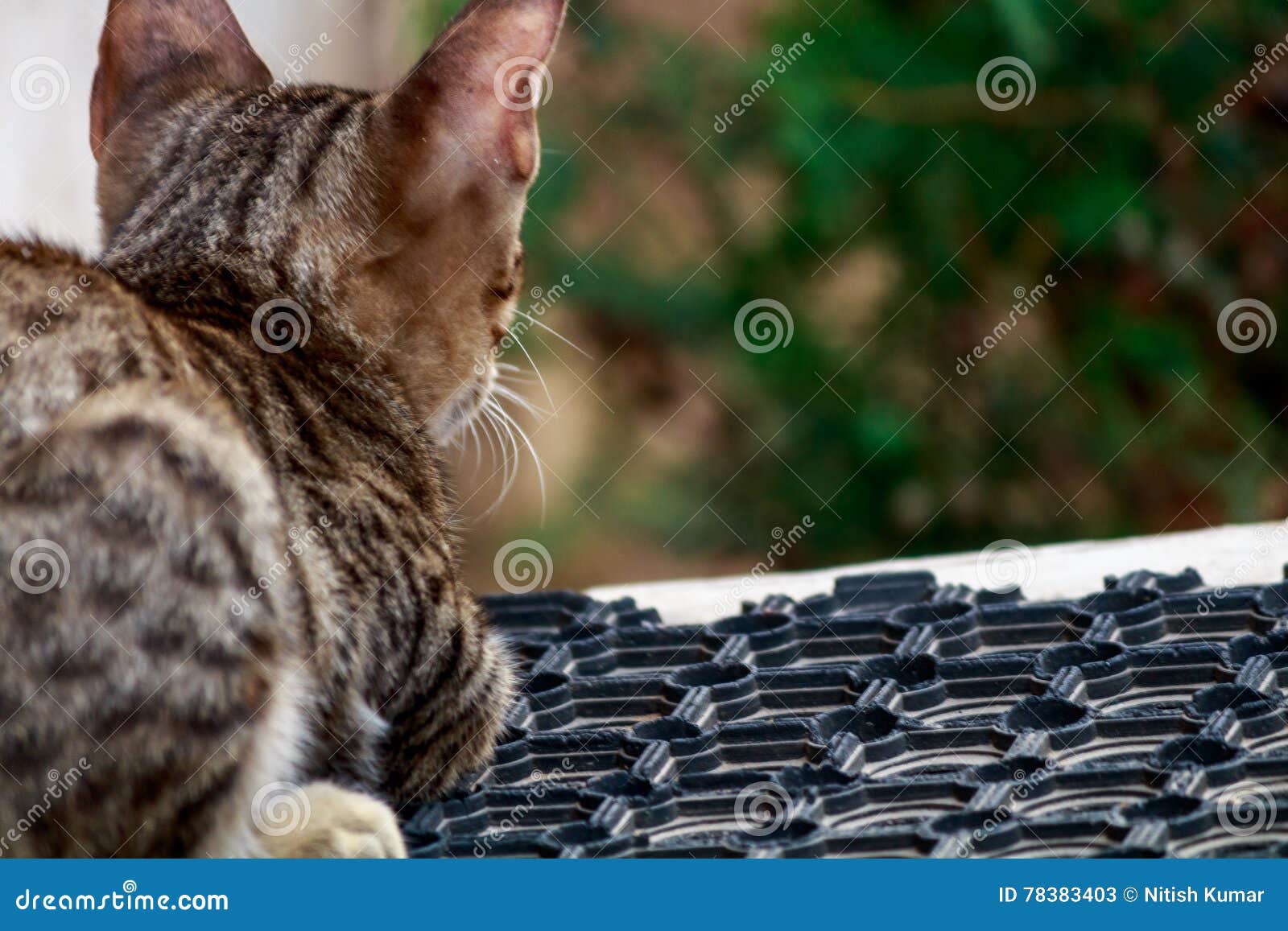 Cat taking rest stock image. Image of looking, domestic - 78383403