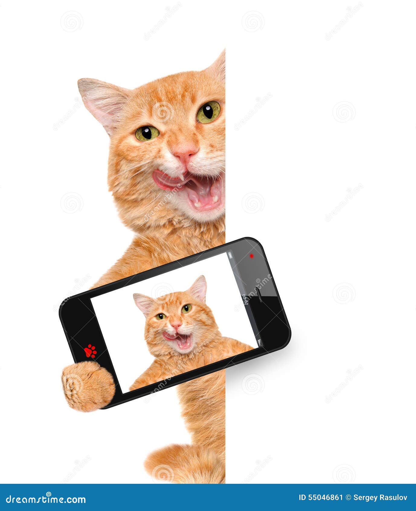 Cat Taking a Selfie with a Smartphone Stock Image - Image of happiness ...