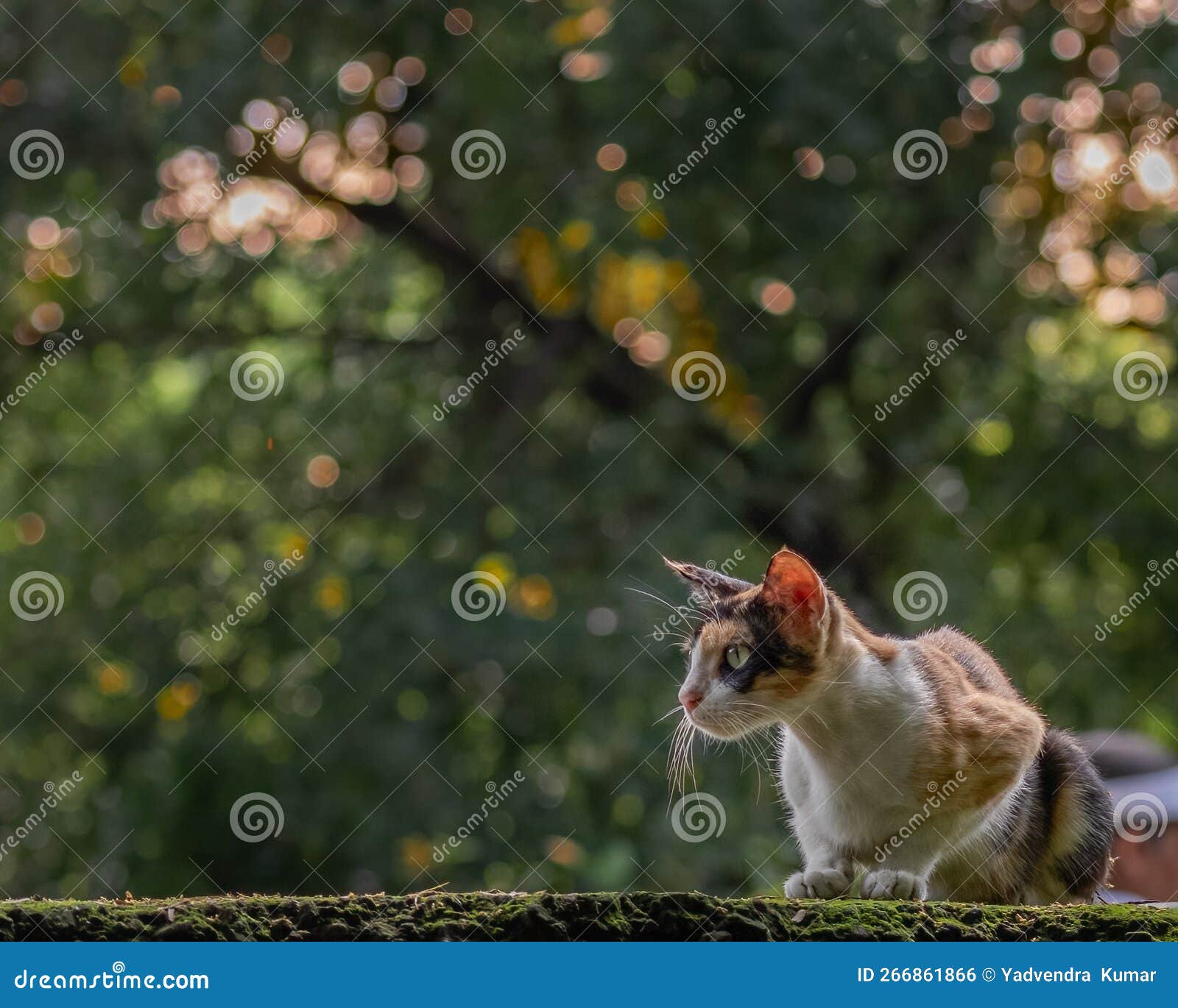 A Cat targeting a prey stock photo. Image of animal - 266861866