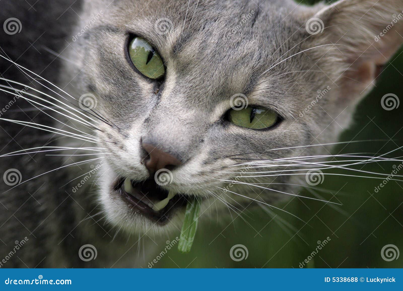Cat Tasting Grass Stock Photos - Free & Royalty-Free Stock Photos from ...