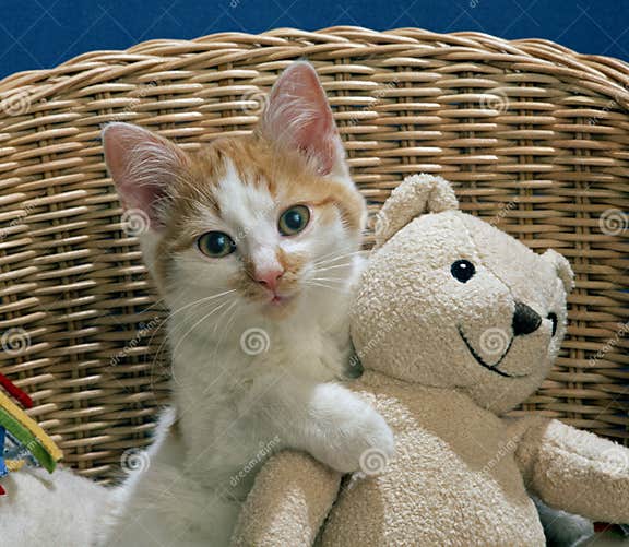 Cat with teddy bear stock photo. Image of beautiful, kitty - 5066978