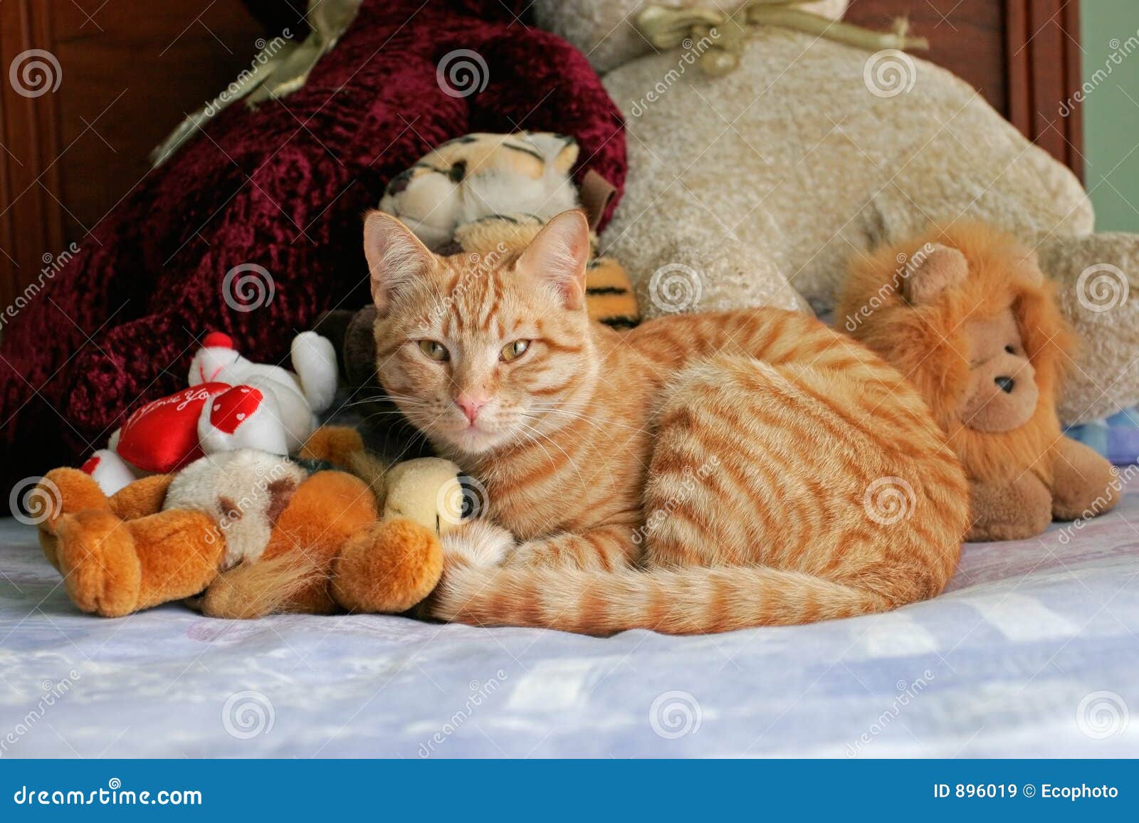 Cat and teddy bears stock image. Image of stripy, hair - 896019