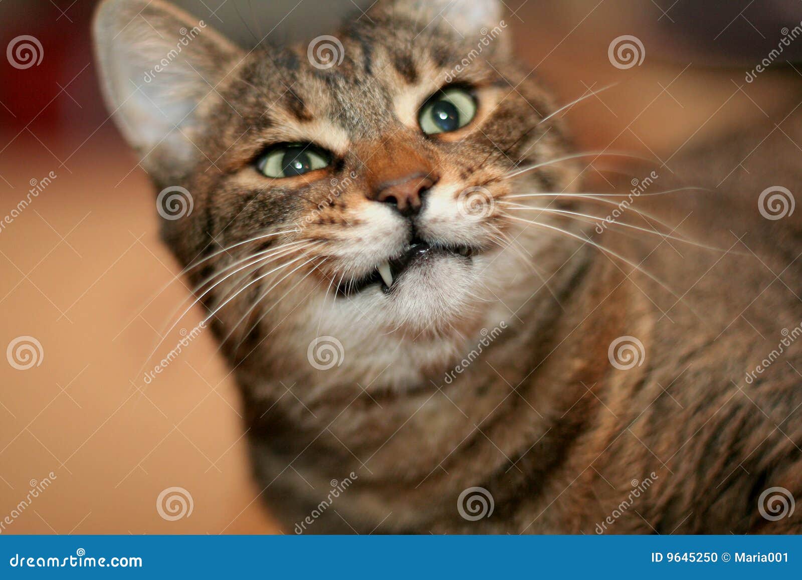Cat Teeth stock photo. Image of pets, orange, tabi, hungry - 9645250