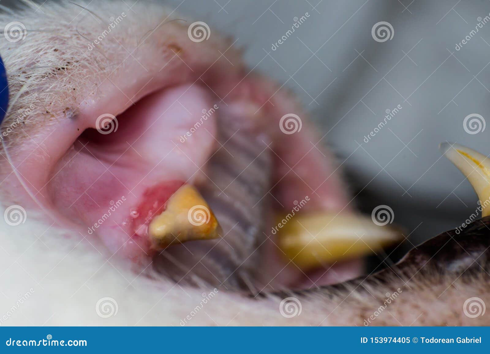 Cat Teeth with Bacterial Plaque Close-up Photo Stock Image - Image of ...