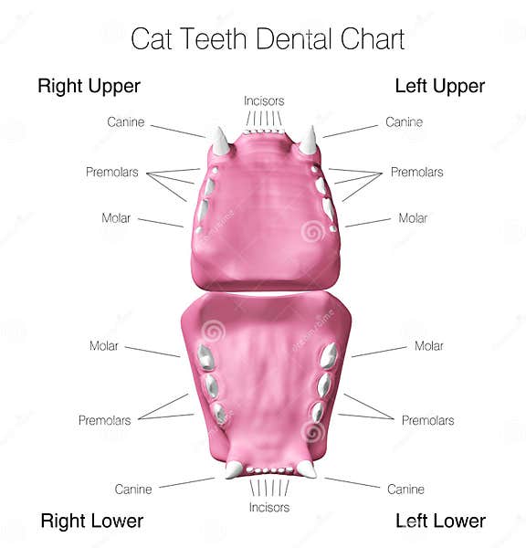 Cat teeth dental chart stock illustration. Illustration of treatment ...