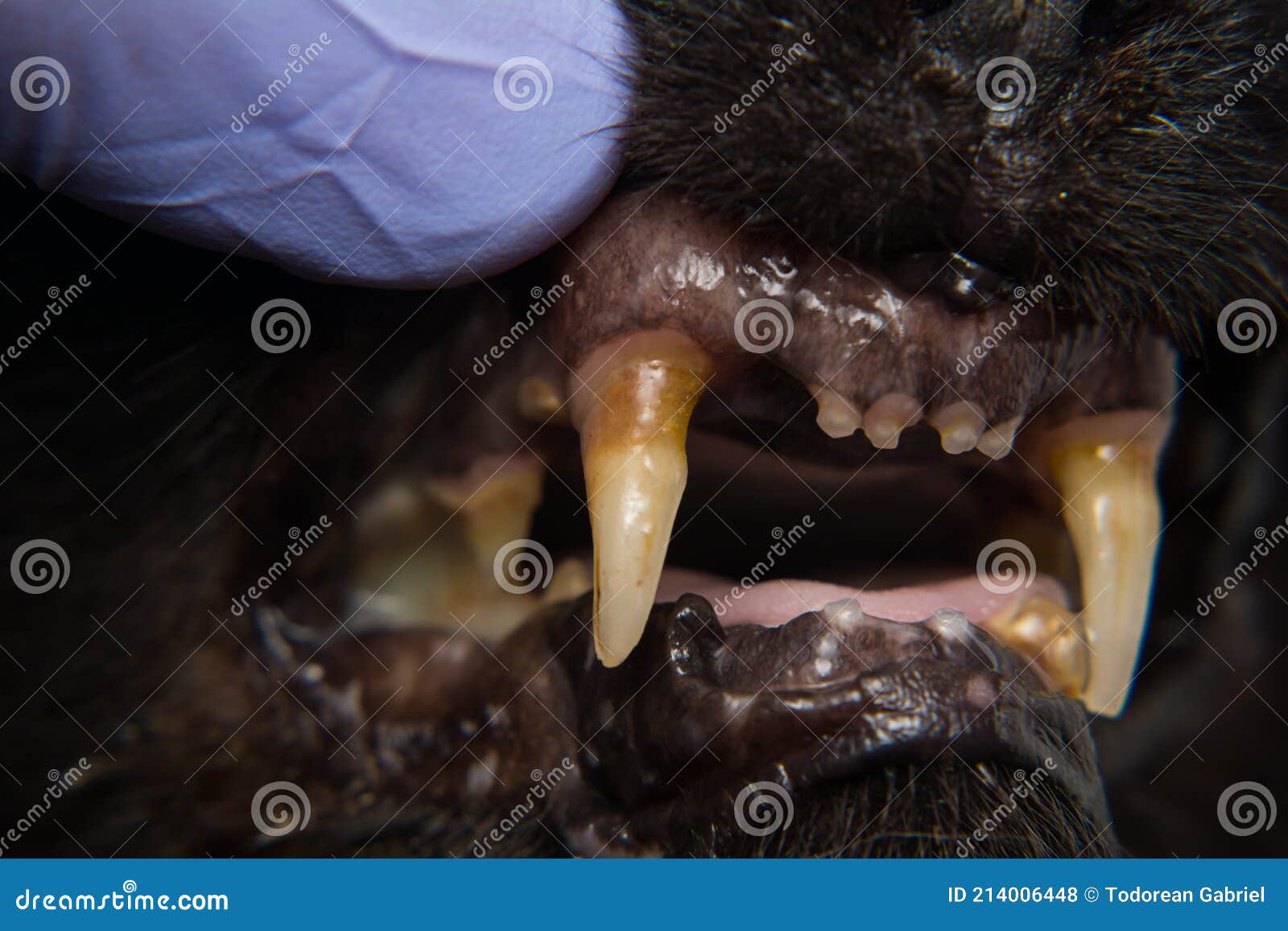Cat Teeth With Gingival Retraction After Calicivirus Infection Stock ...