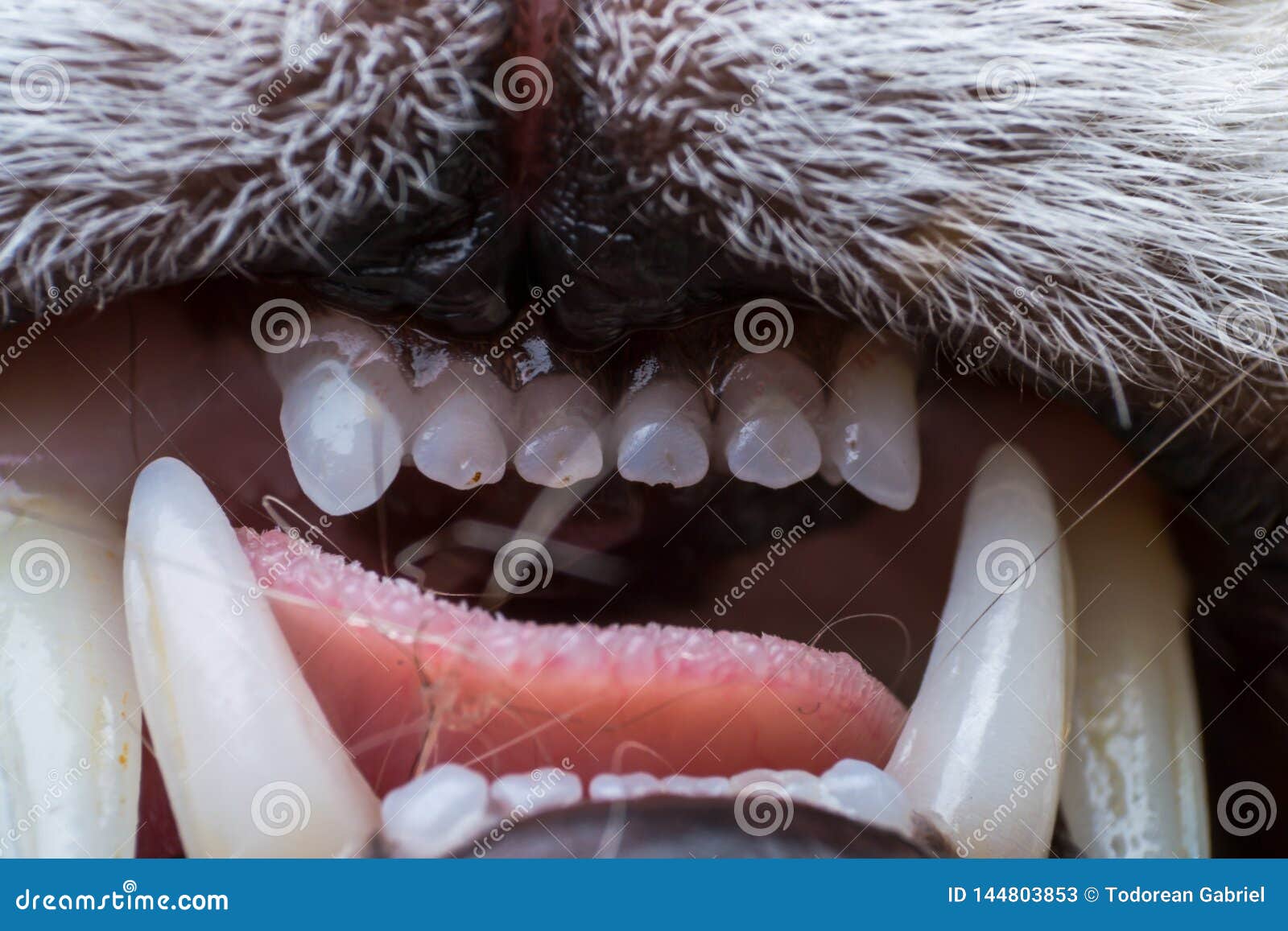 Cat Teeth Side View Closeup Stock Image - Image of animal, white: 144803853