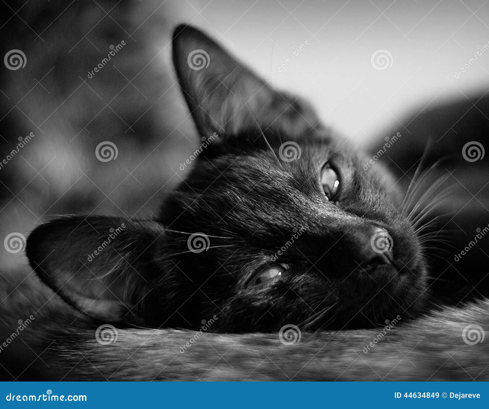 Cat stock image. Image of abstract, wallpaper, outdoor - 44634849