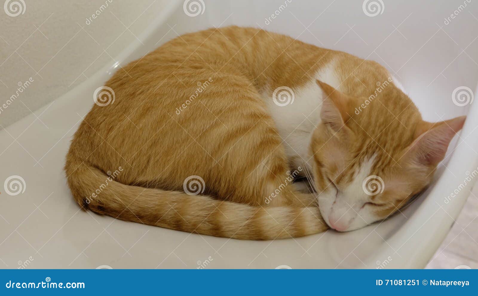 Cat Thailand Zzz Fat Durmiente Imagen de archivo - Imagen de durmiendo ...