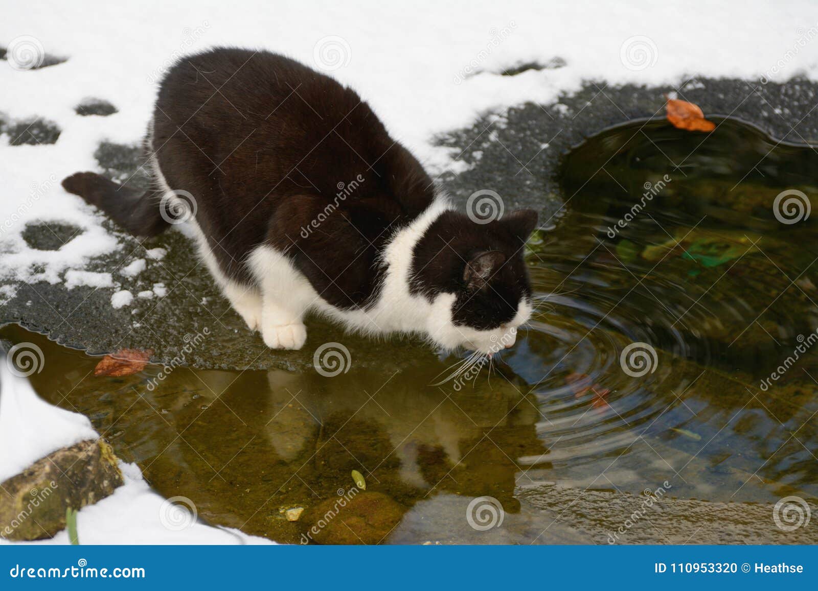 Cat on thin ice stock photo. Image of white, thin, pond - 110953320