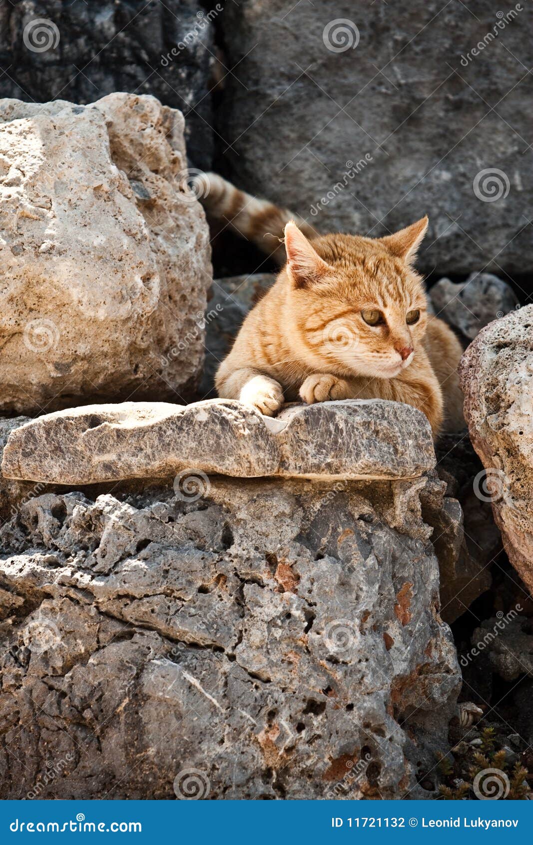 Cat thinking stock photo. Image of small, animal, domestic - 11721132