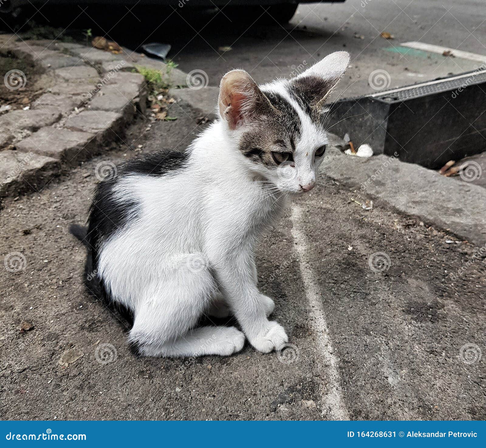 Cat Thinking Stock Photos - Download 2,472 Royalty Free Photos