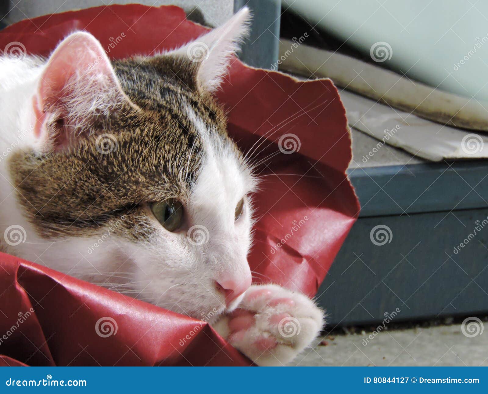 Cat Thinking stock image. Image of small, thinking, summer - 80844127
