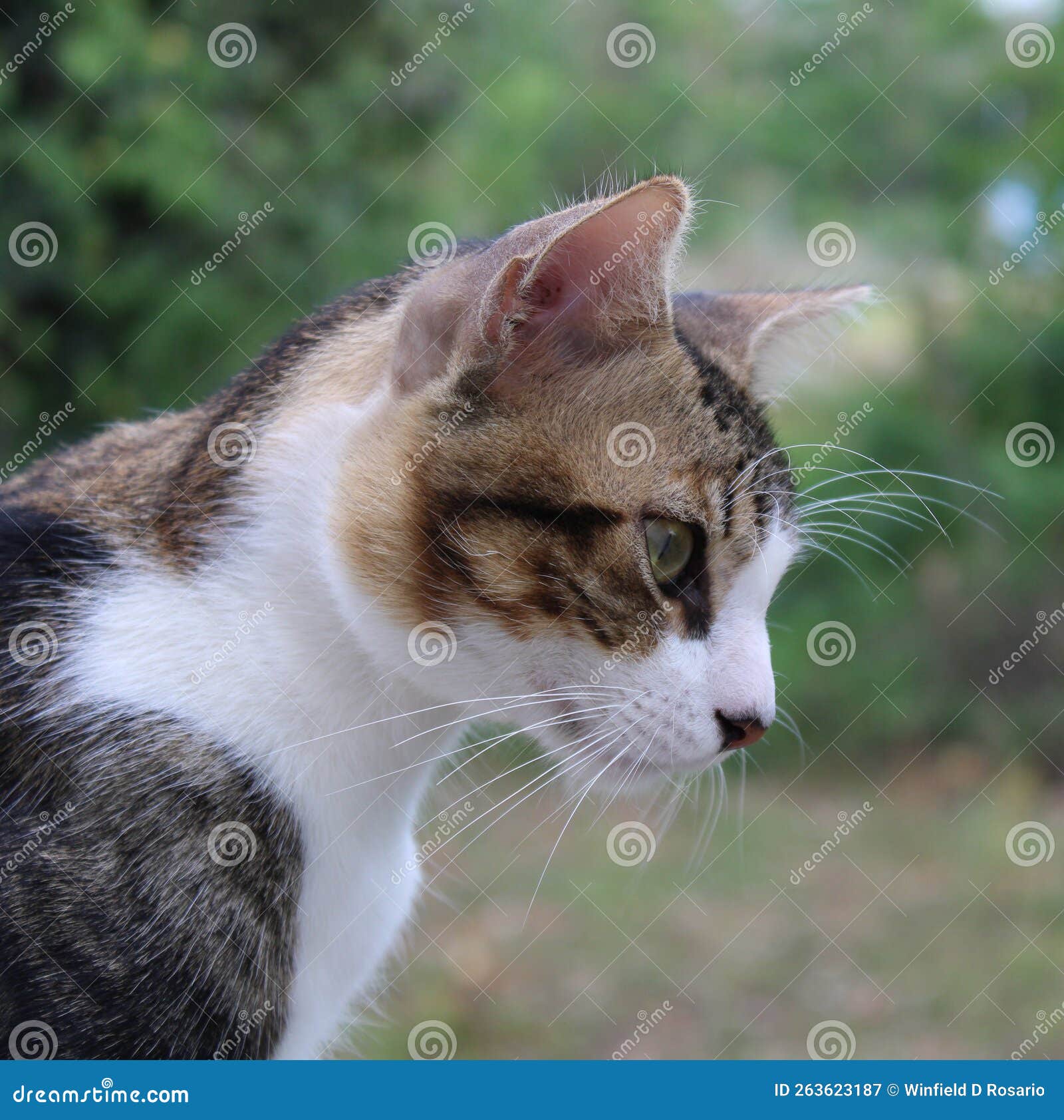 Cat thinking stock image. Image of thinking, attitude - 263623187