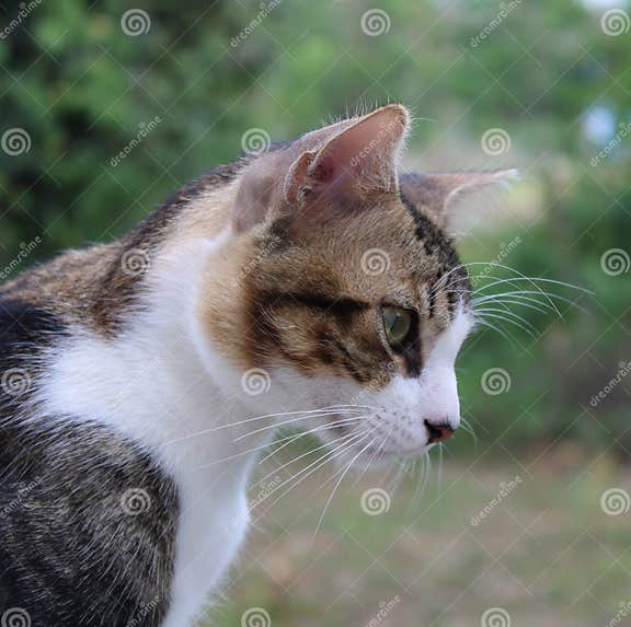 Cat thinking stock image. Image of thinking, attitude - 263623187