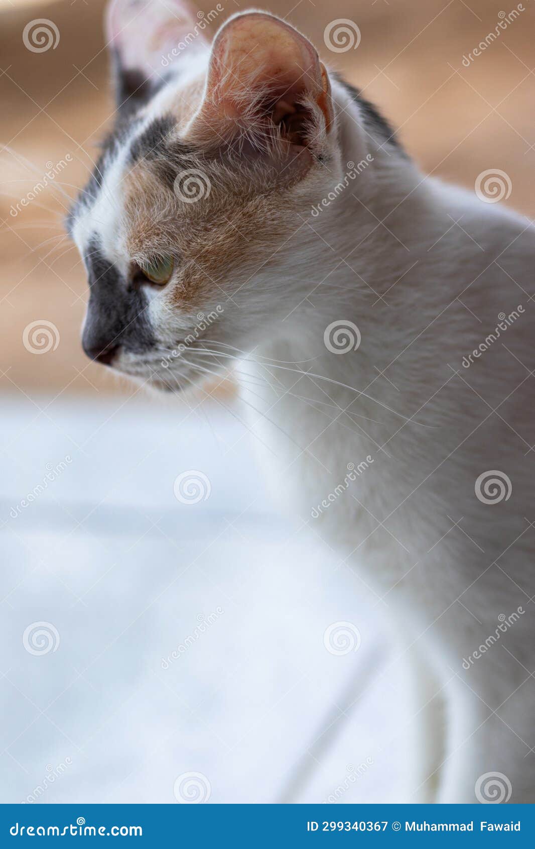 A Cat is Thinking about Something Stock Image - Image of emotional ...