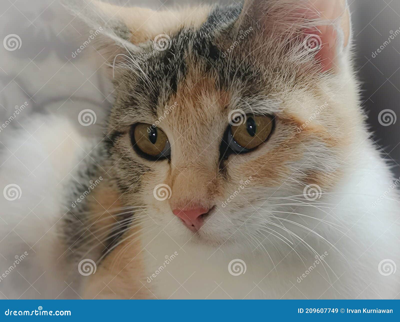 Cat with three colour stock image. Image of eyes, animal - 209607749