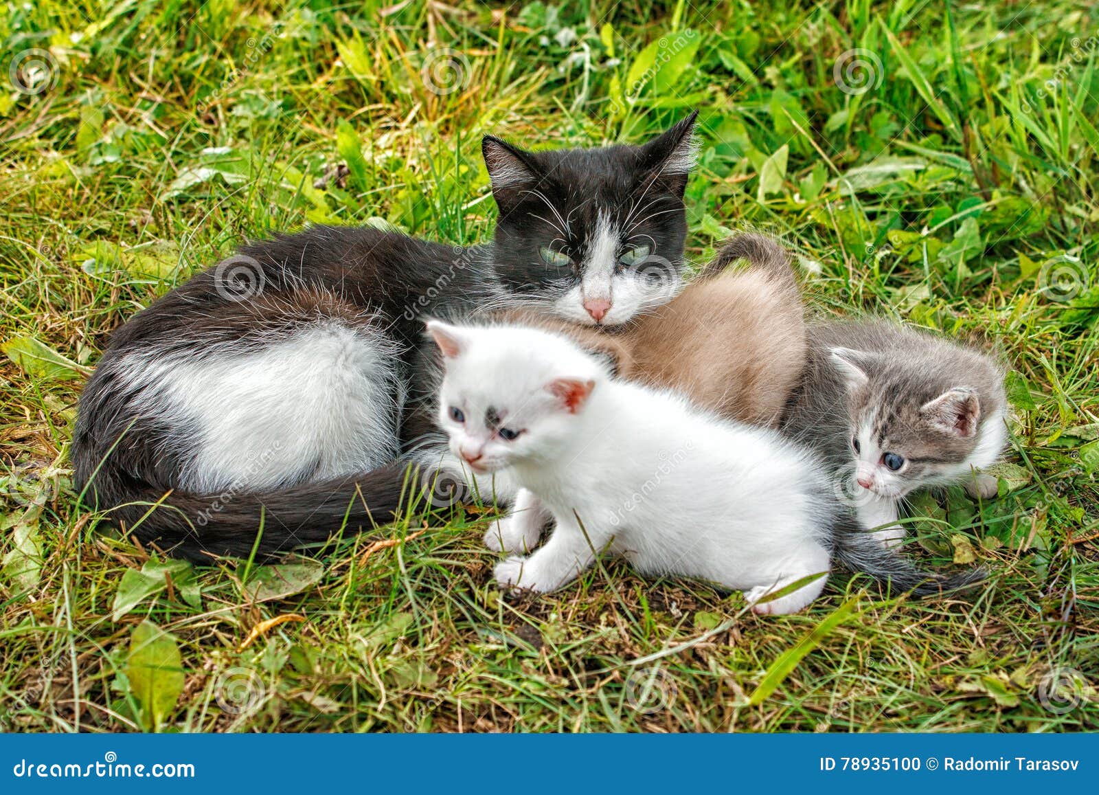 Cat with Three Kittens Walking on Grass Stock Photo - Image of furry ...