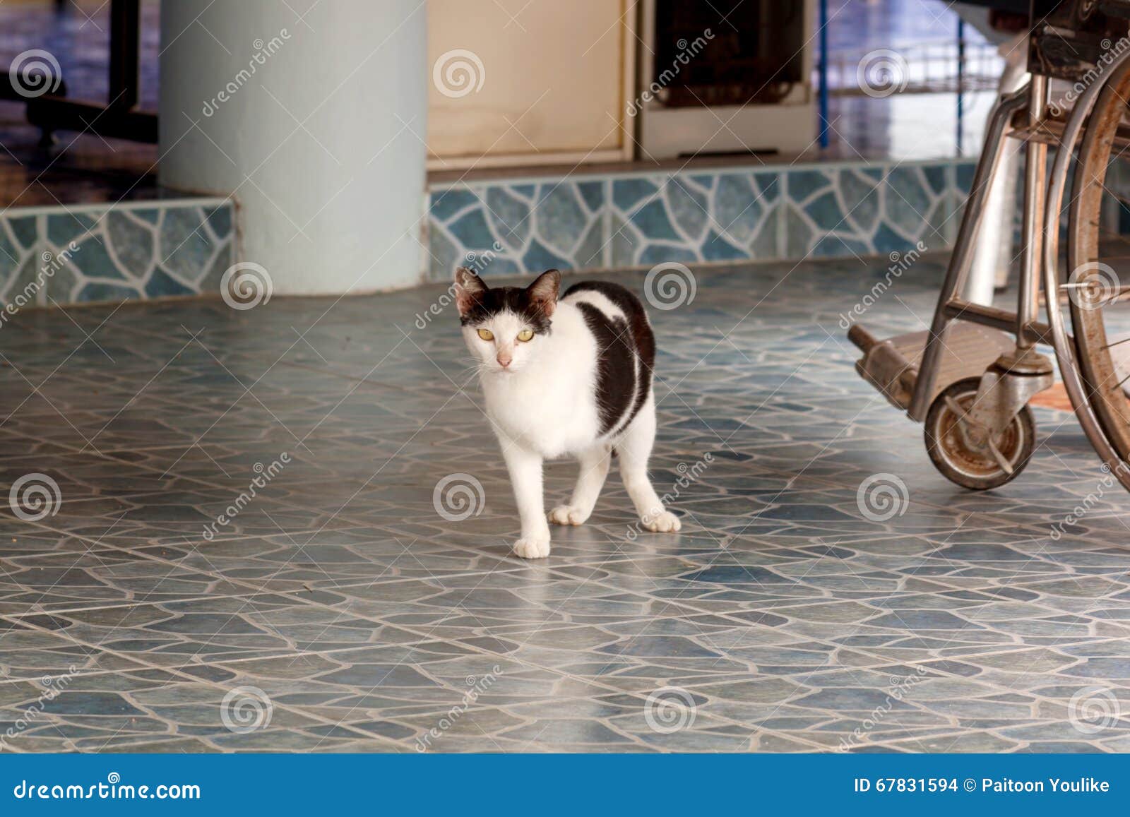 Cat three legged stock photo. Image of three, animal - 67831594