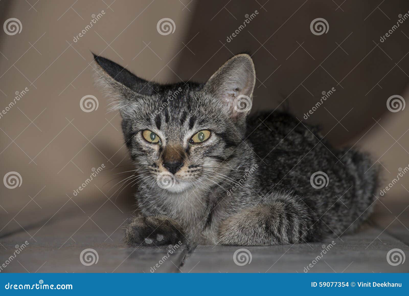Cat with tiger pattern stock photo. Image of attentive - 59077354