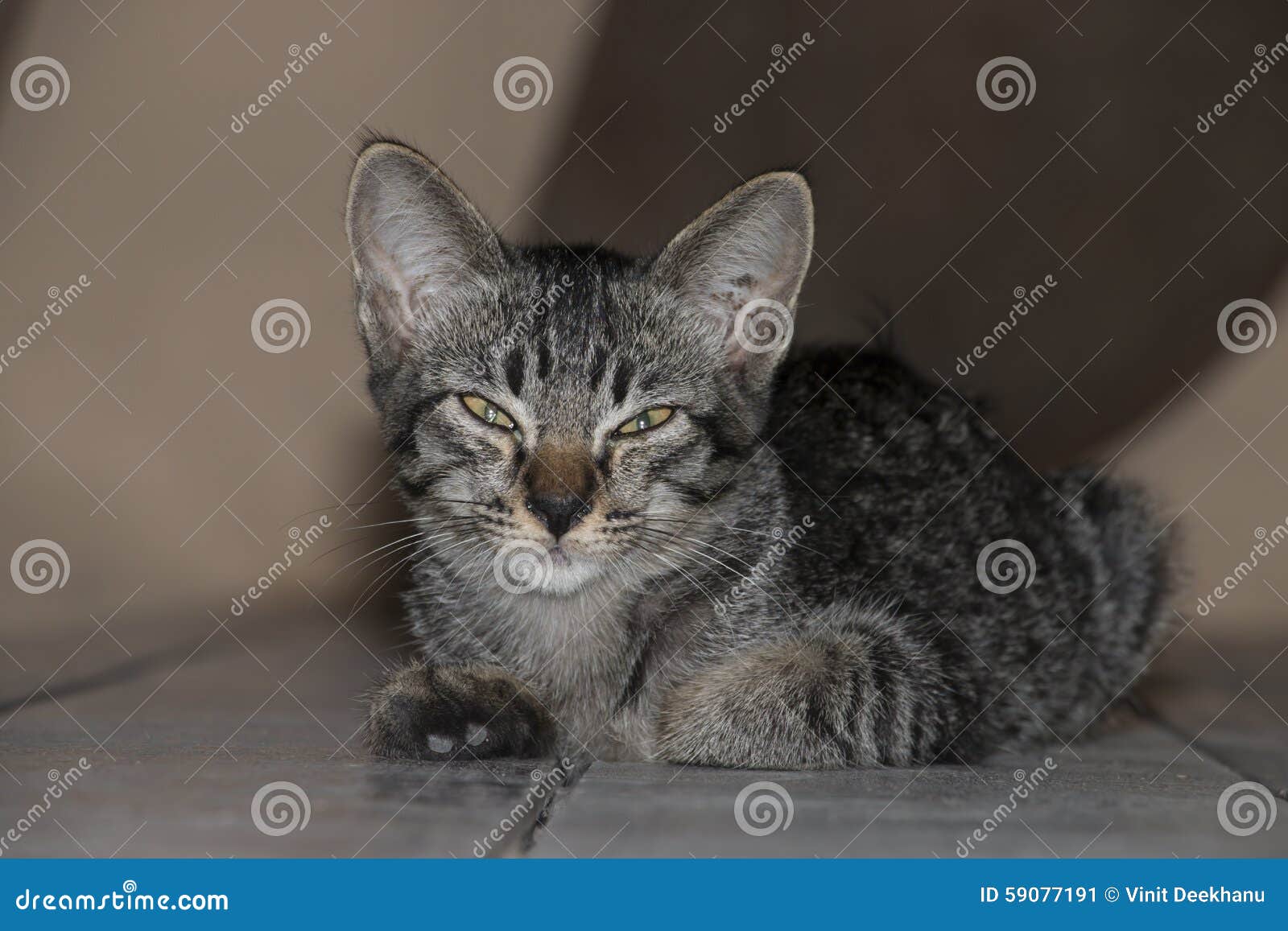 Cat with tiger pattern stock image. Image of animal, carnivore - 59077191