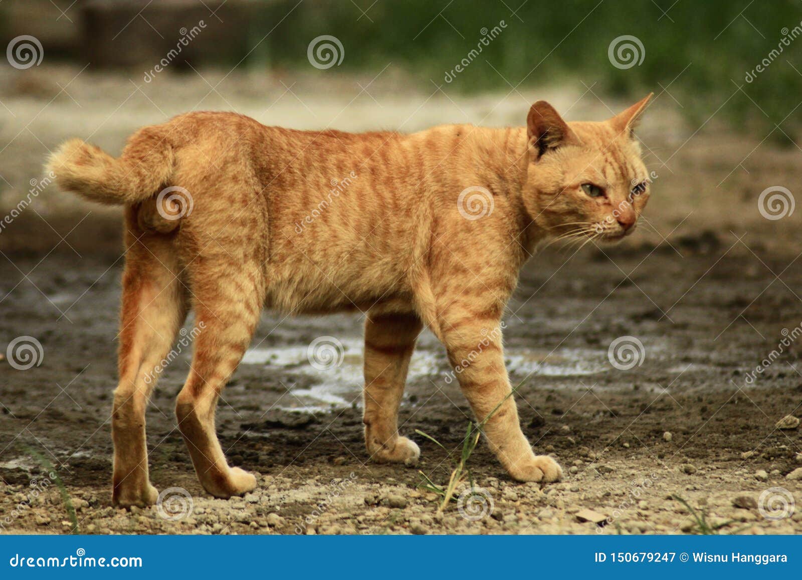 The Cat or Tiger stock image. Image of orange, jungle - 150679247