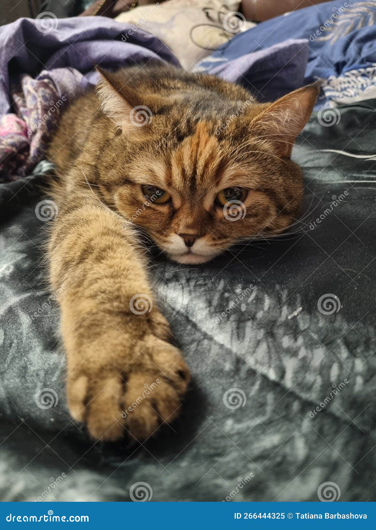 Cat Tigra stock image. Image of snout, whiskers, kitten - 266444325