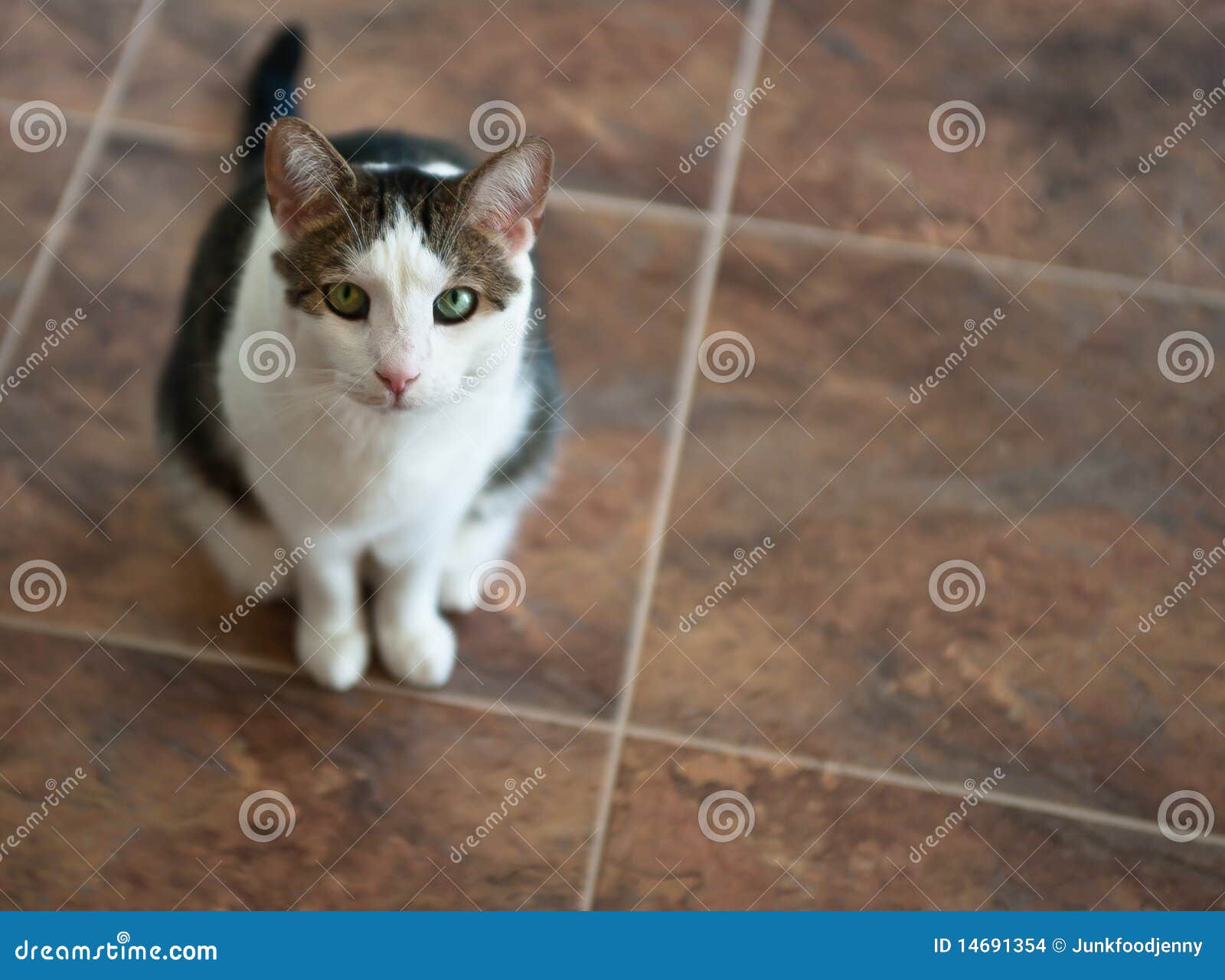 Cat on Tile Floor stock photo. Image of looking, tabby - 14691354