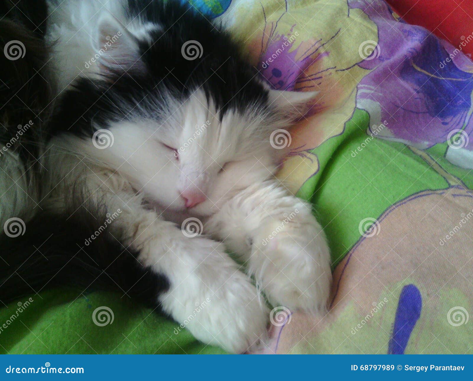 Cat Tima stock image. Image of badroom, tima, slip - 68797989