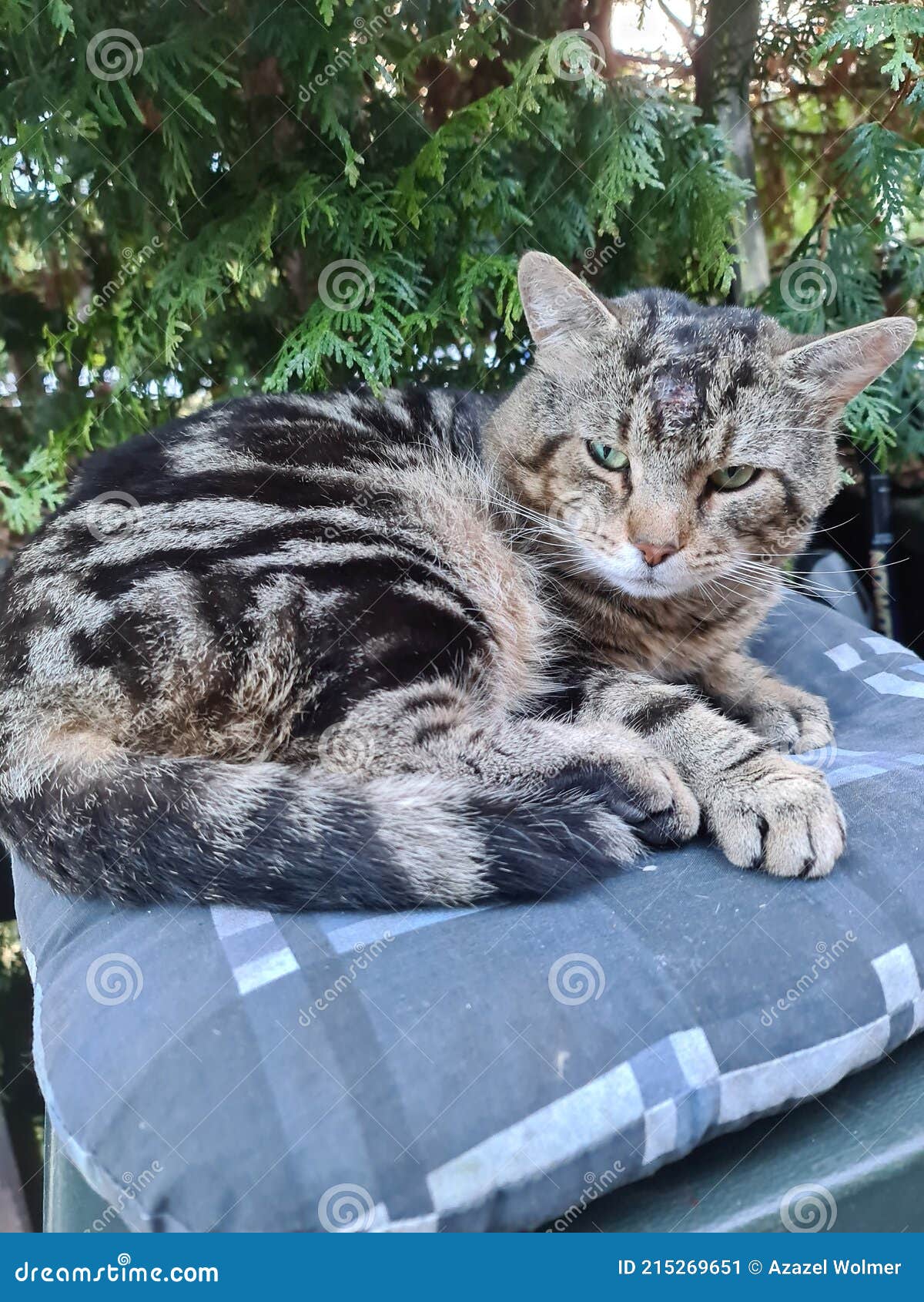 Cat Tired of the day stock image. Image of house, tired - 215269651