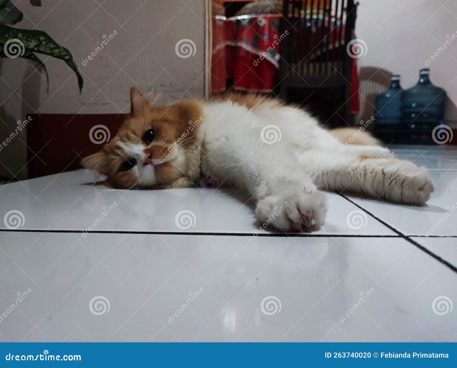 Cat Tired after Play stock photo. Image of tired, play - 263740020