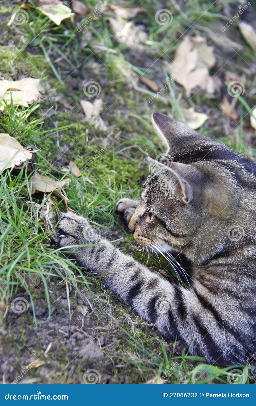 Cat and toad stock photo. Image of animal, curiosity - 27066732