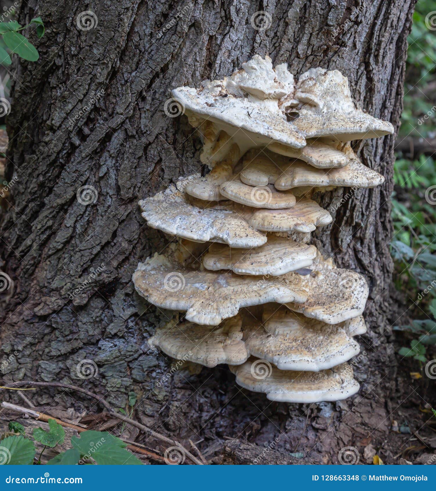 Is it a Cat, a Puppy or is it a Toadstool? Stock Photo - Image of tree ...