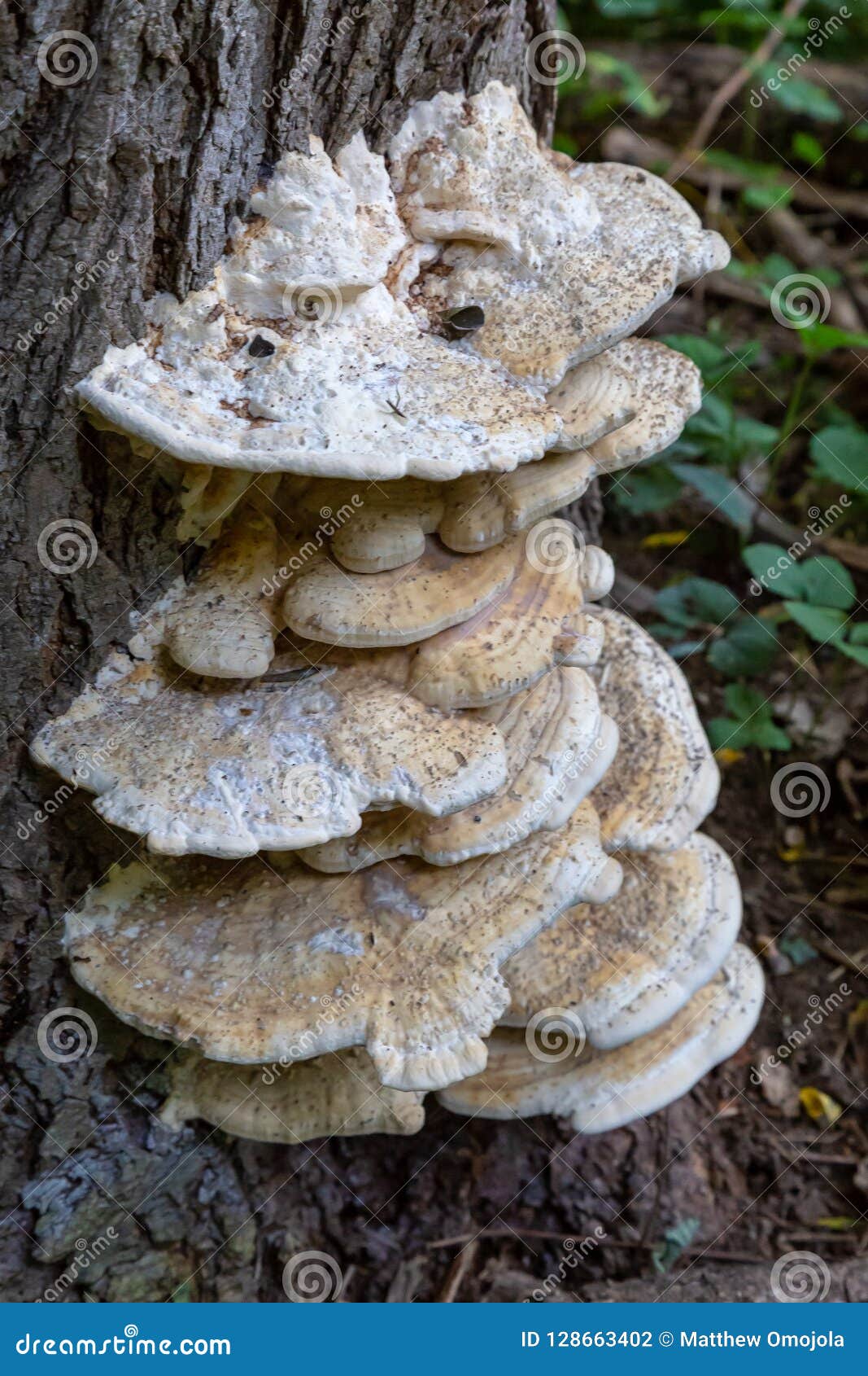 Is it a Cat, a Puppy or is it a Toadstool? Stock Photo - Image of puppy ...
