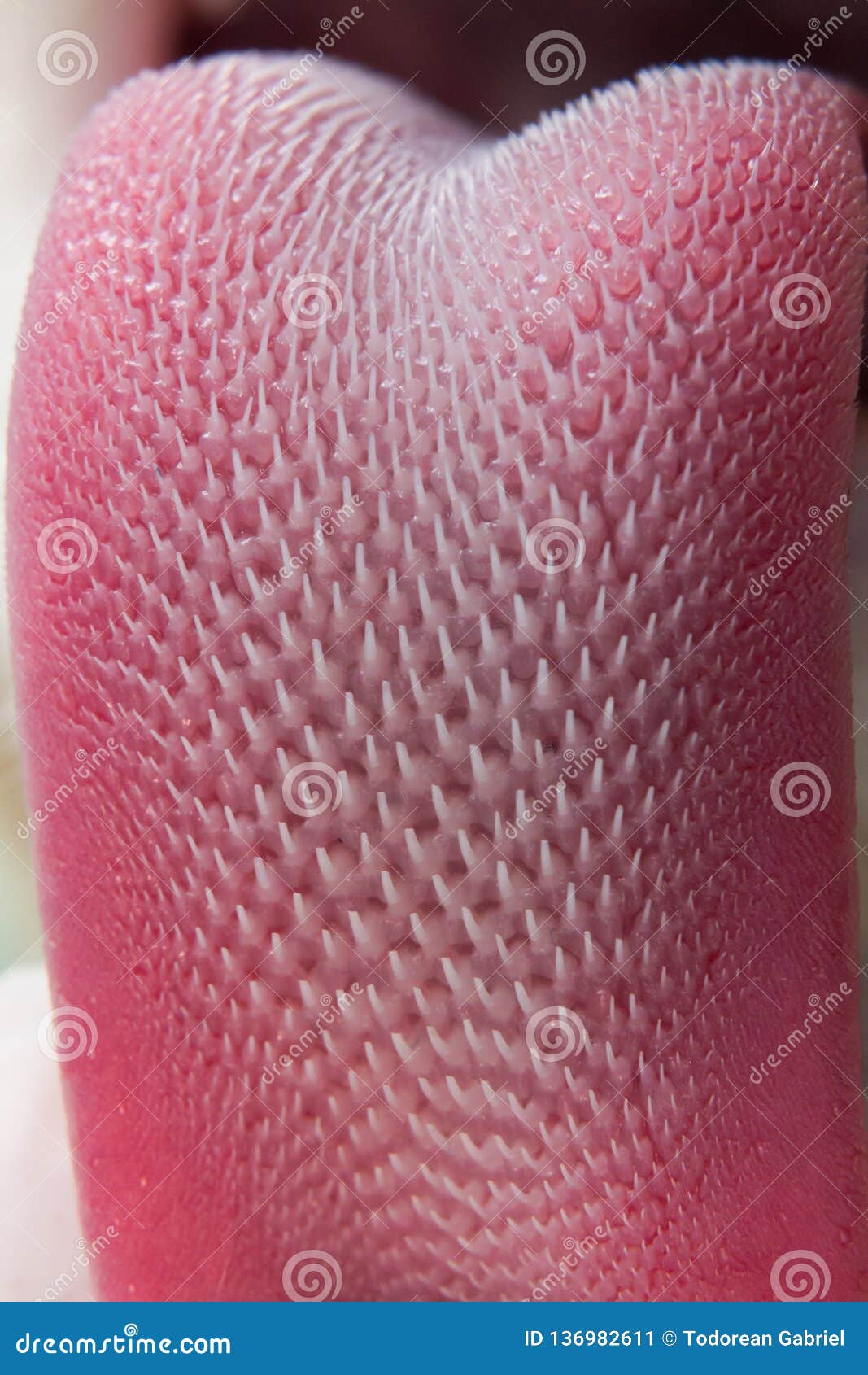 Cat tongue texture stock image. Image of animal, carnivore - 136982611