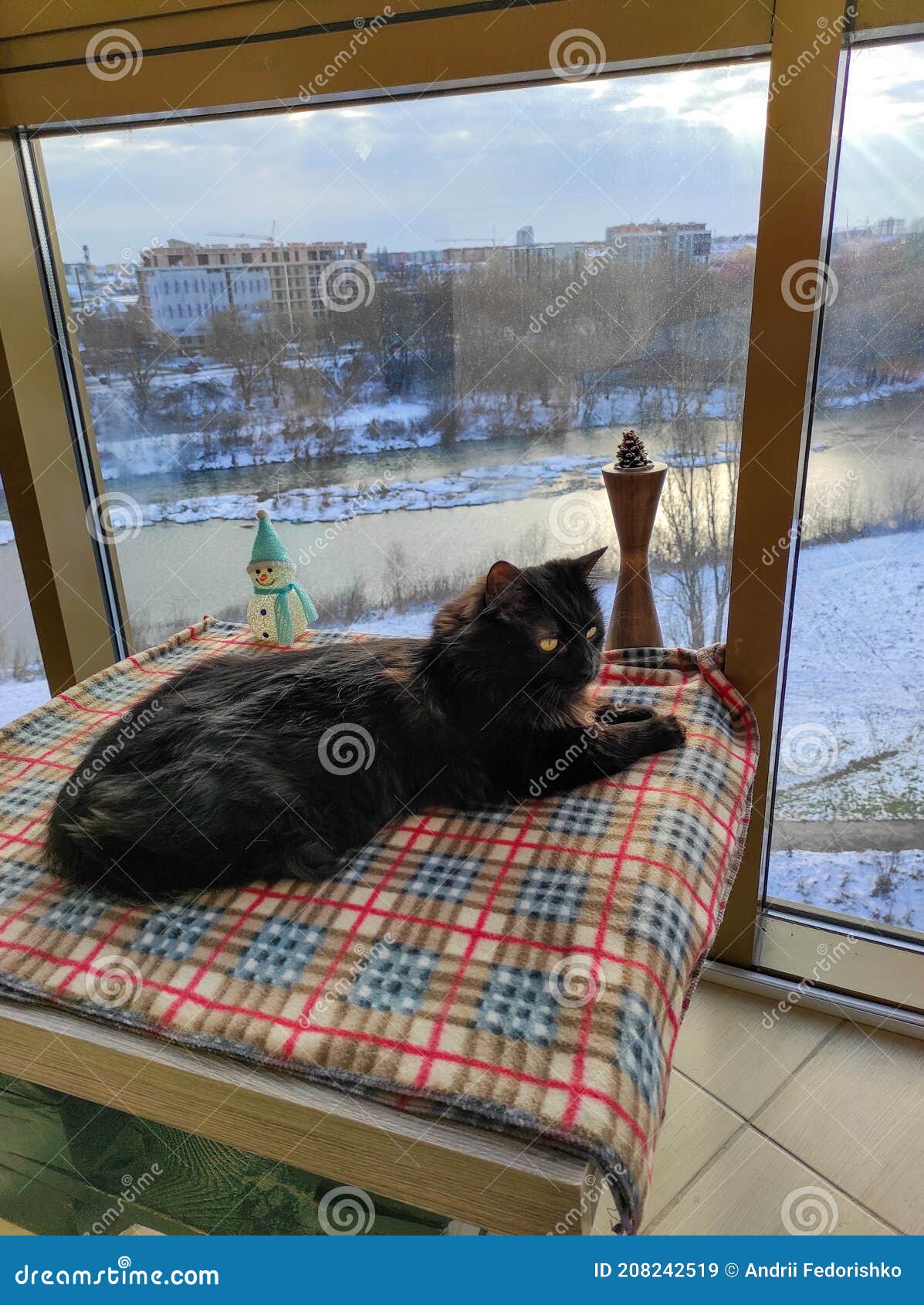 Cat on a top of view stock image. Image of black, blue - 208242519