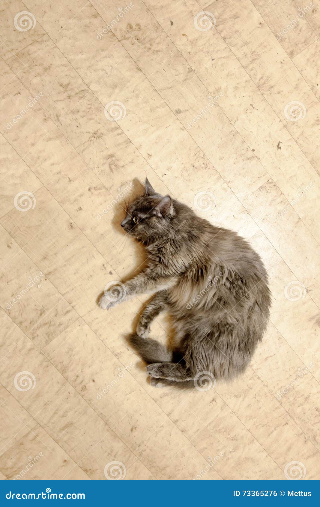 Cat Top View Lying on Floor with Copy-space Stock Photo - Image of ...