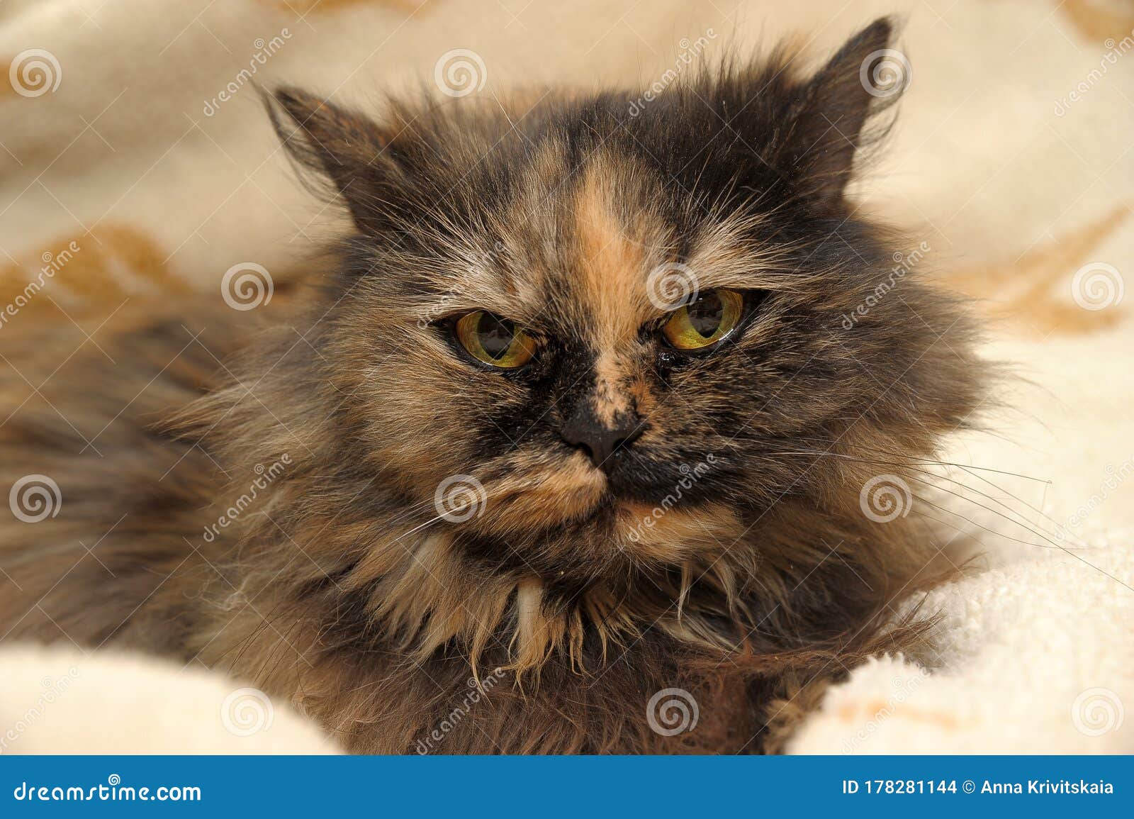 Cat tortie color portrait stock photo. Image of pretty - 178281144