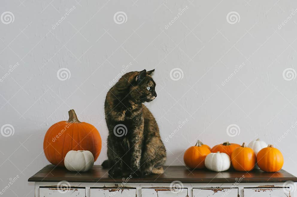 Cat stock image. Image of cute, fall, animal, adorable - 95042889