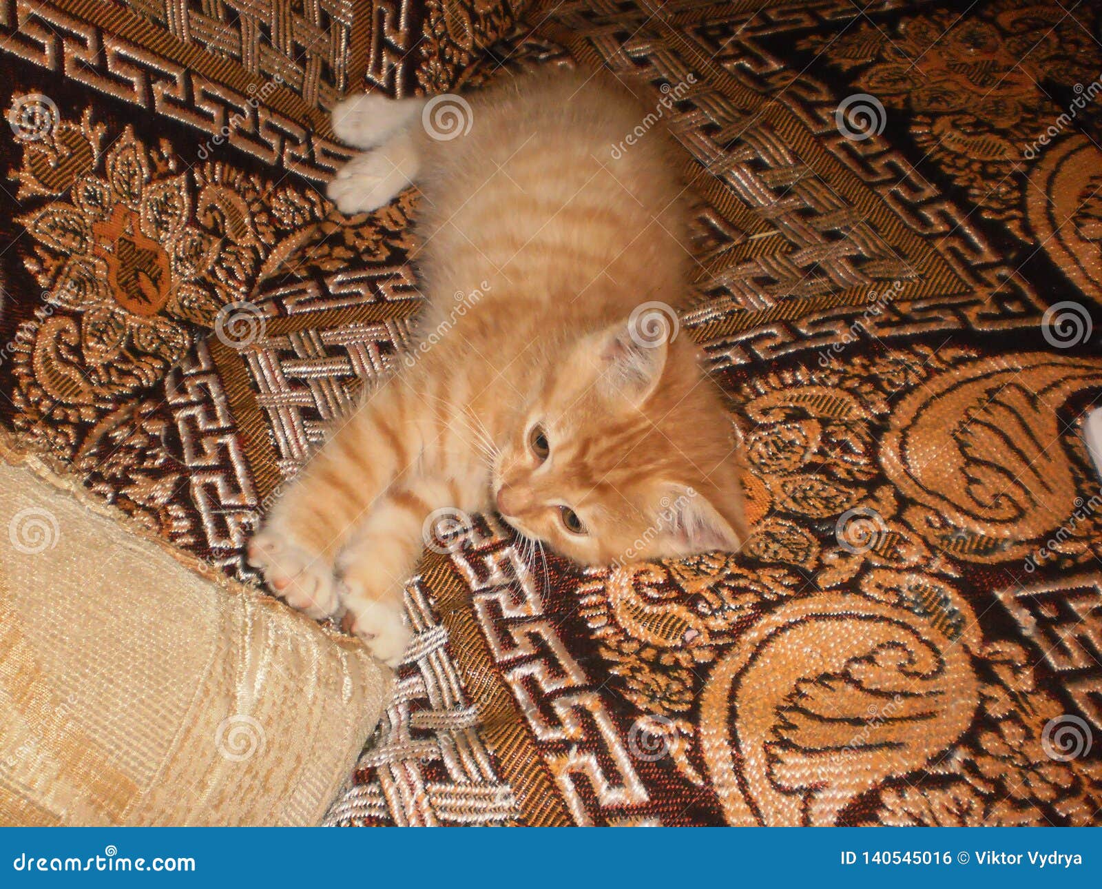 Cat Tosha foto de archivo. Imagen de ronroneos, satisfecho - 140545016